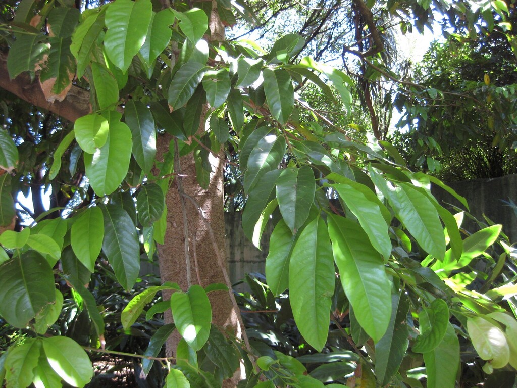 Idiotfruit (Idiospermum australiense) - Botanical Realm