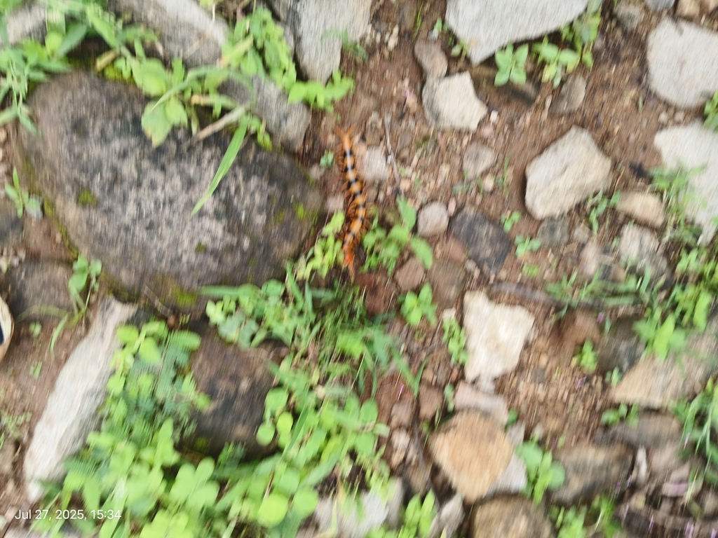 Indian Tiger Centipede from VQ85+H8R, Ravno Nes, Gujarat 360510, India ...