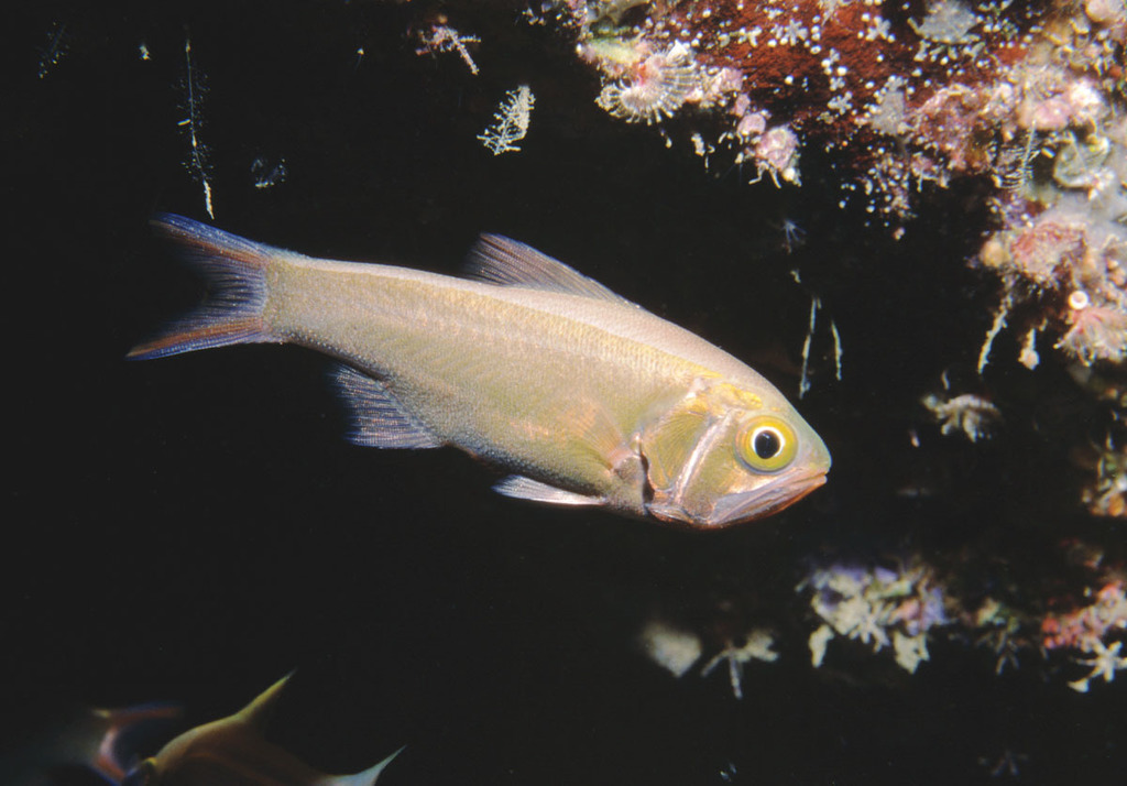 Violet Roughy (Optivus agastos) - Marine Life Identification