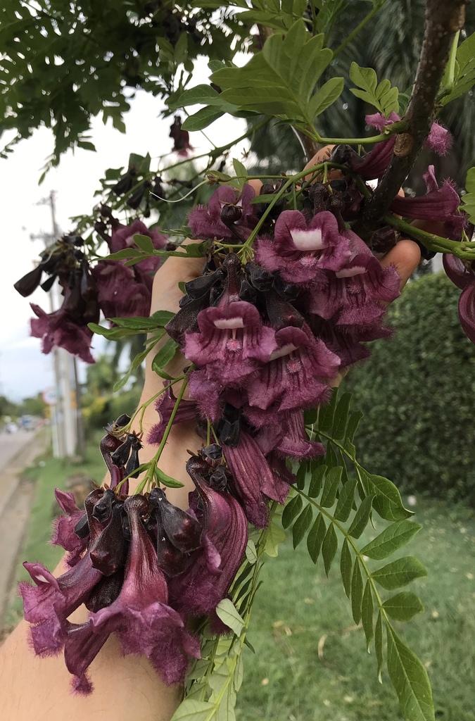 (Jacaranda hesperia) - Botanical Realm