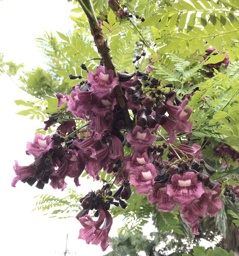 (Jacaranda hesperia) - Botanical Realm