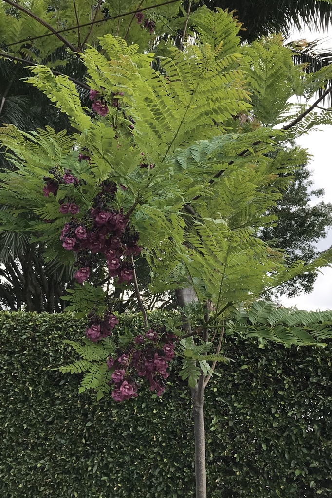 (Jacaranda hesperia) - Botanical Realm