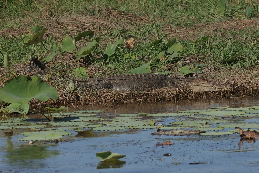Saltwater Crocodile from Marrakai NT 0822, Australia on August 4, 2025 ...
