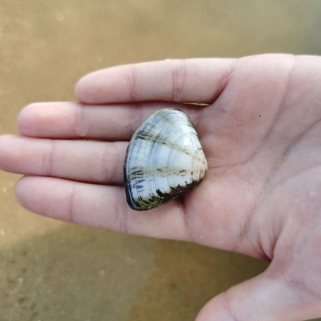 Macridiscus multifarius from 中国山东省青岛市黄岛区 on August 2, 2025 at 04:20 PM ...