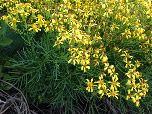 Riddell's ragwort (Senecio riddellii)