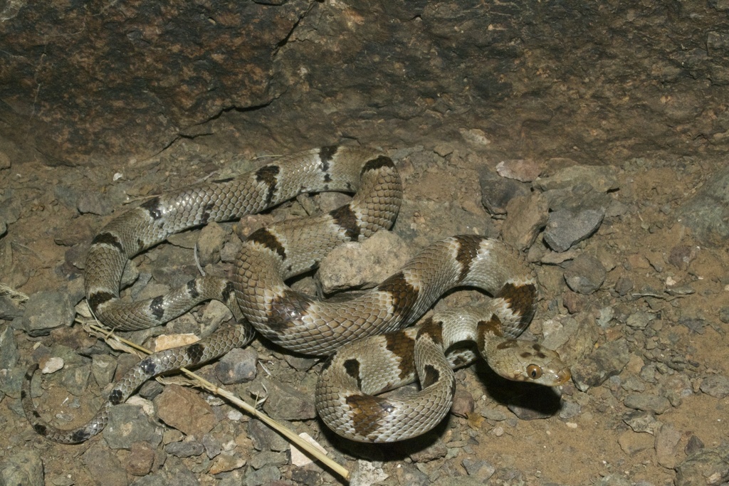 Texas Lyre Snake in June 2013 by Saunders Drukker · iNaturalist