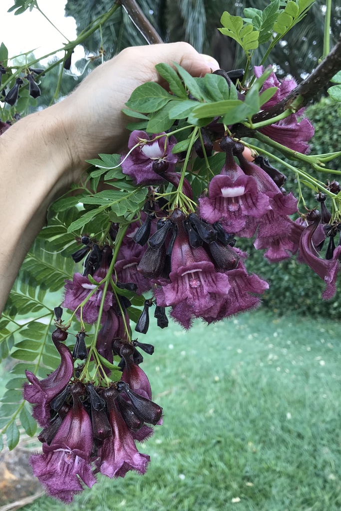 (Jacaranda hesperia) - Botanical Realm
