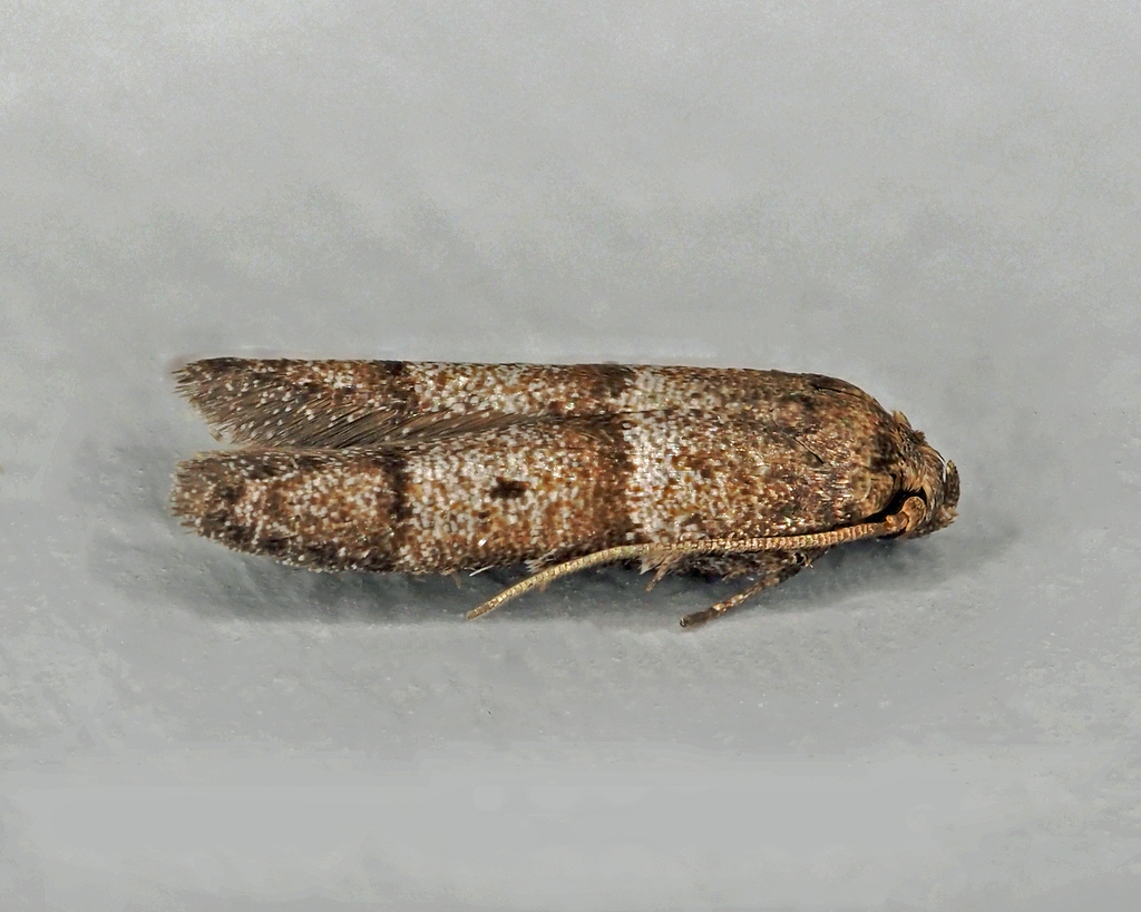 Blastobasis pulchella from Salem, NH 03079, USA on August 4, 2025 at 05 ...