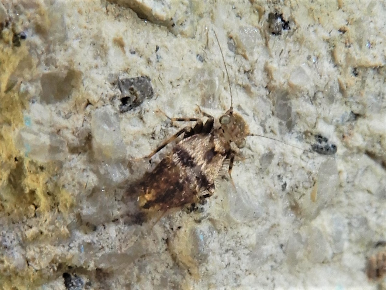 Pteroxanium kelloggi (Ribaga, 1905)