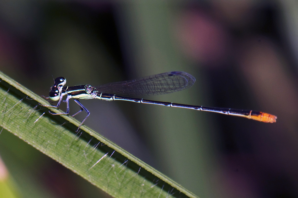Wandering Midget (Insects - Wild Latitudes Borneo Tour) · iNaturalist