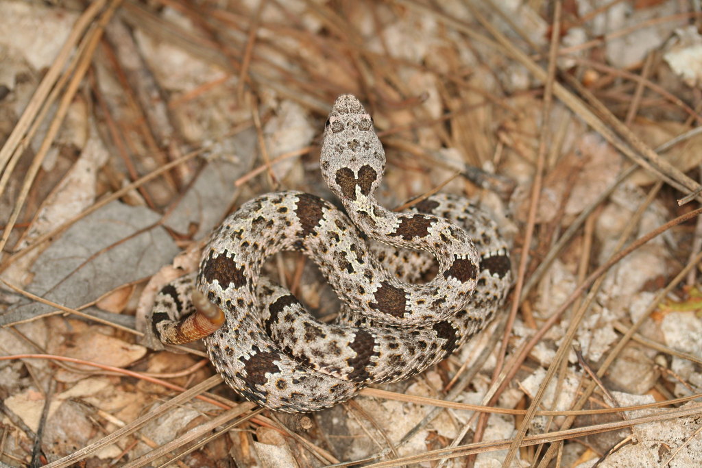 Banded Rock Rattlesnake in October 2008 by phhbrown · iNaturalist