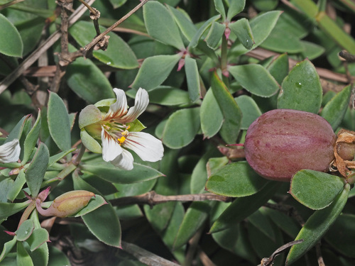 White Twinleaf (Roepera sessilifolia) · iNaturalist