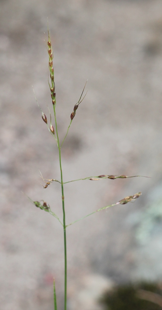 Arrocillo (Pastos de Durango) · iNaturalist