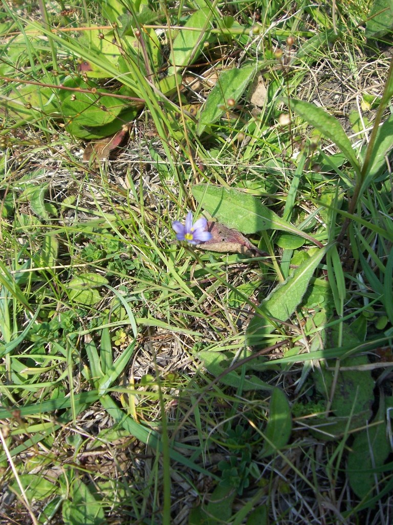Sisyrinchium from Little Lever, Bolton BL3 1AD, UK on June 7, 2010 by ...