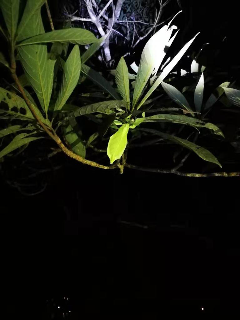 Cryptophyllium parum from 中国海南省乐东黎族自治县 on December 04, 2018 at 02:39 PM ...