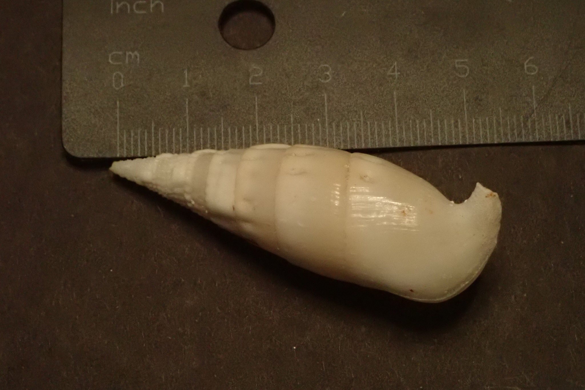 Rhinoclavis vertagus (Linnaeus, 1767)