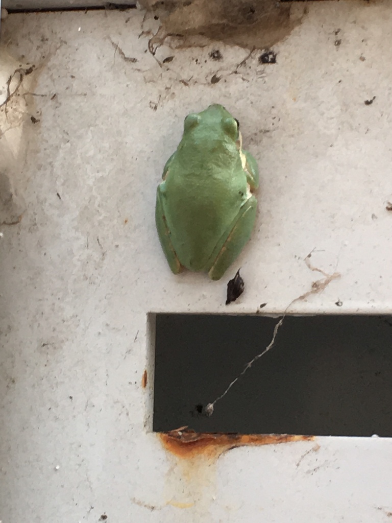 Holarctic Treefrogs from Ninety Six National Historic Site, Ninety Six ...