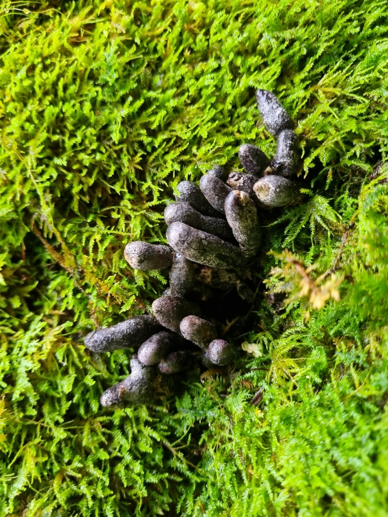 Xylaria in August 2025 by Thien. KORF 244 -Substrate: hardwood -Habitat ...