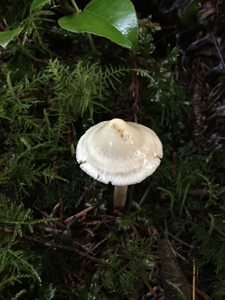 Inocybe umbratica from North Beaver Ck, Lincoln County, OR, US on ...