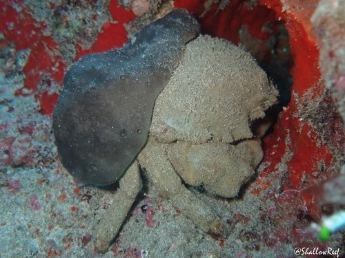Observations by shallowreef · iNaturalist