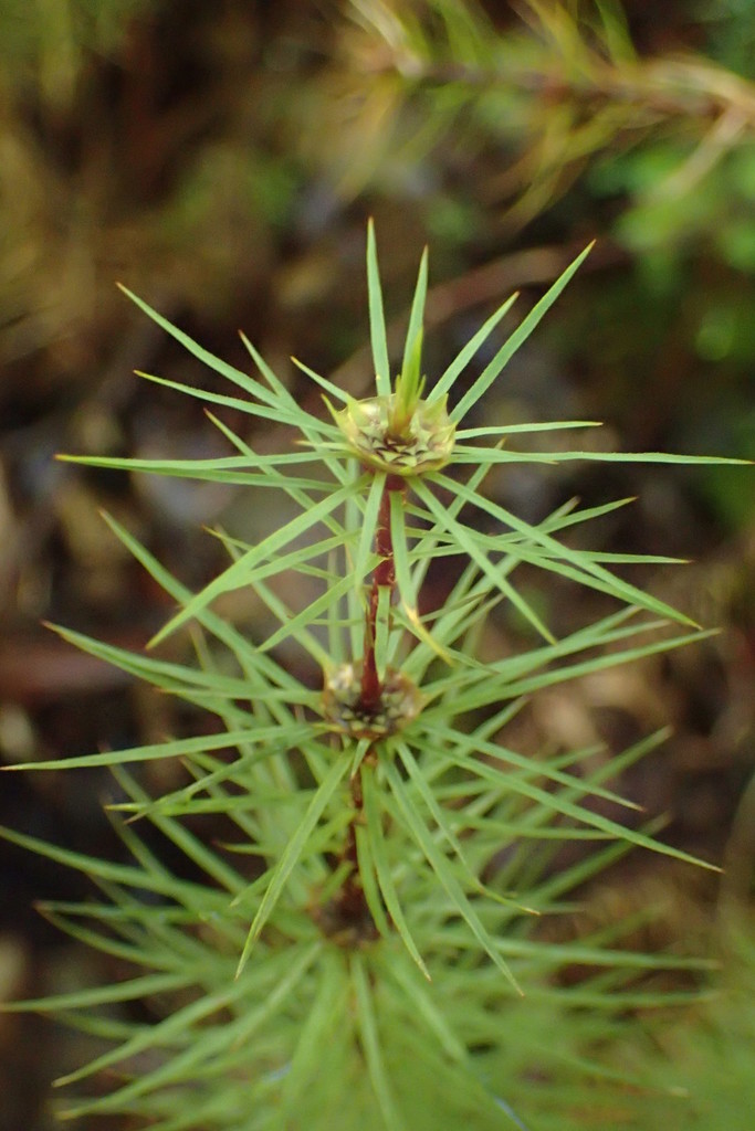 giant moss (Dawsonia superba) - Botanical Realm