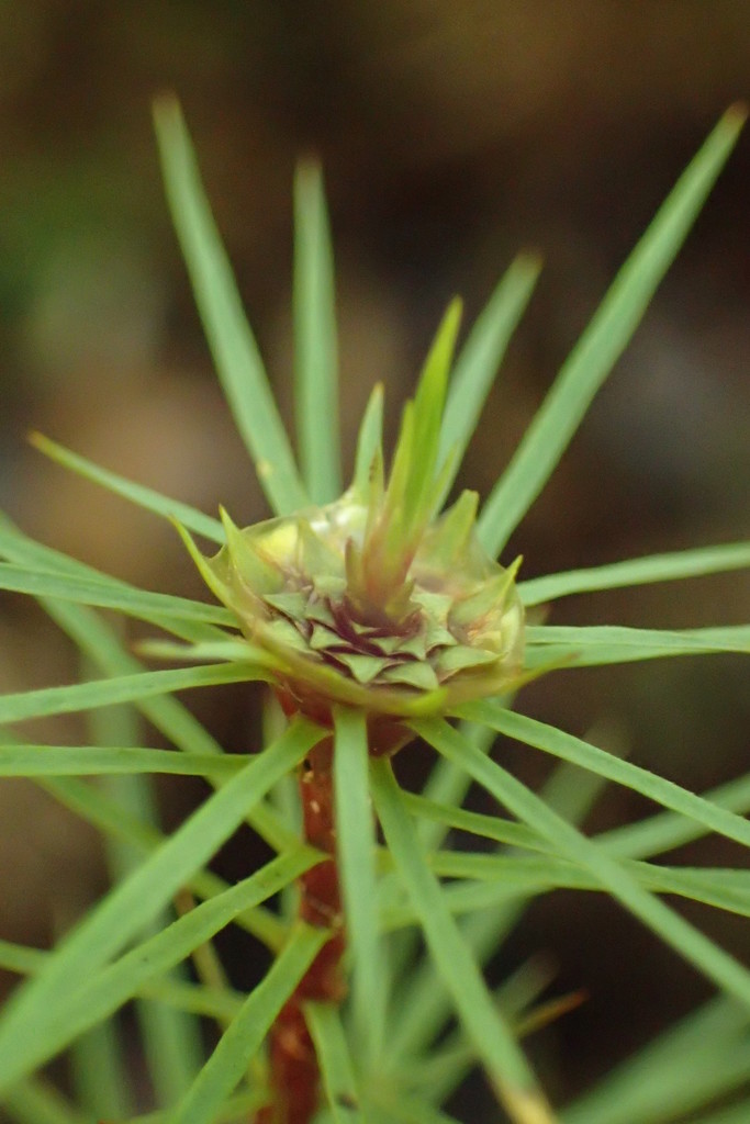 giant moss (Dawsonia superba) - Botanical Realm