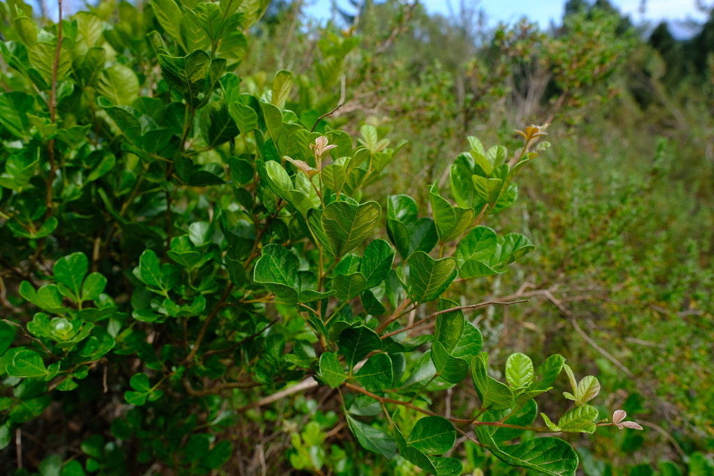 Dwarf Blunt-Leaved Crowberry from Habibi 2 on October 22, 2019 at 10:20 ...