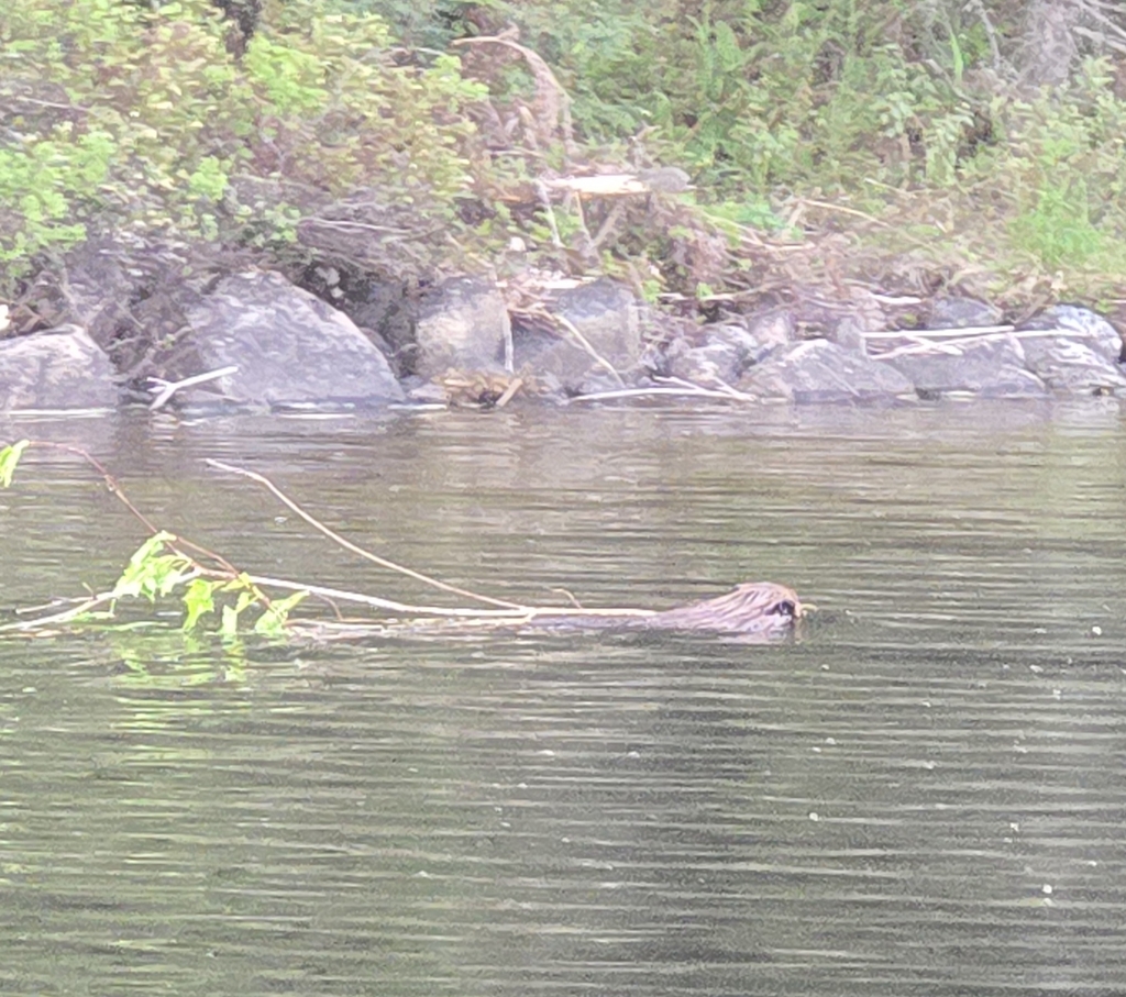 American Beaver from Foleyet, ON P0M 1T0, Canada on June 4, 2025 at 07: ...