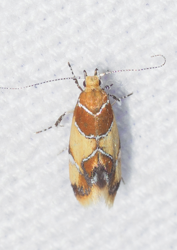 Orange-headed Callima Moth from Caroline County, MD, USA on July 27 ...