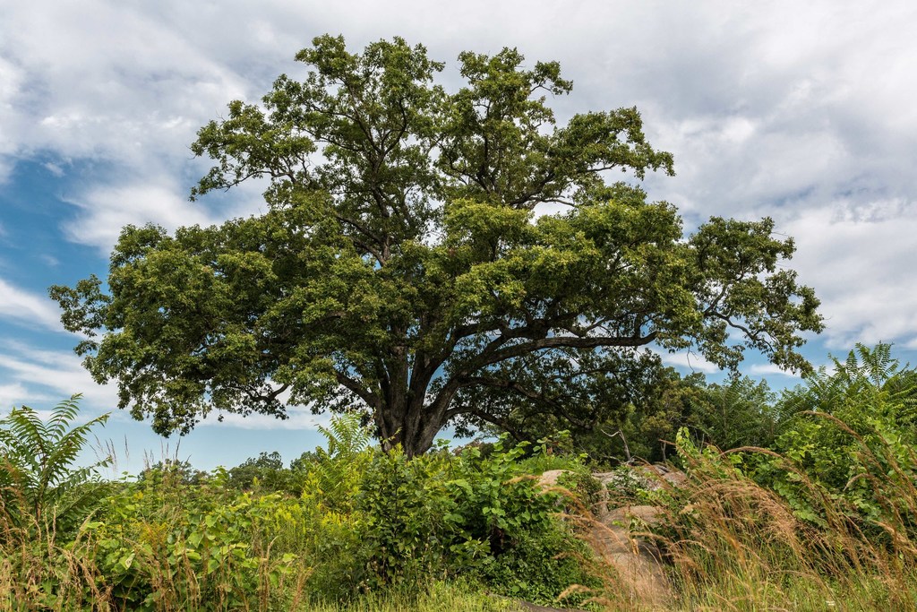 black oak (Quercus velutina) - Botanical Realm