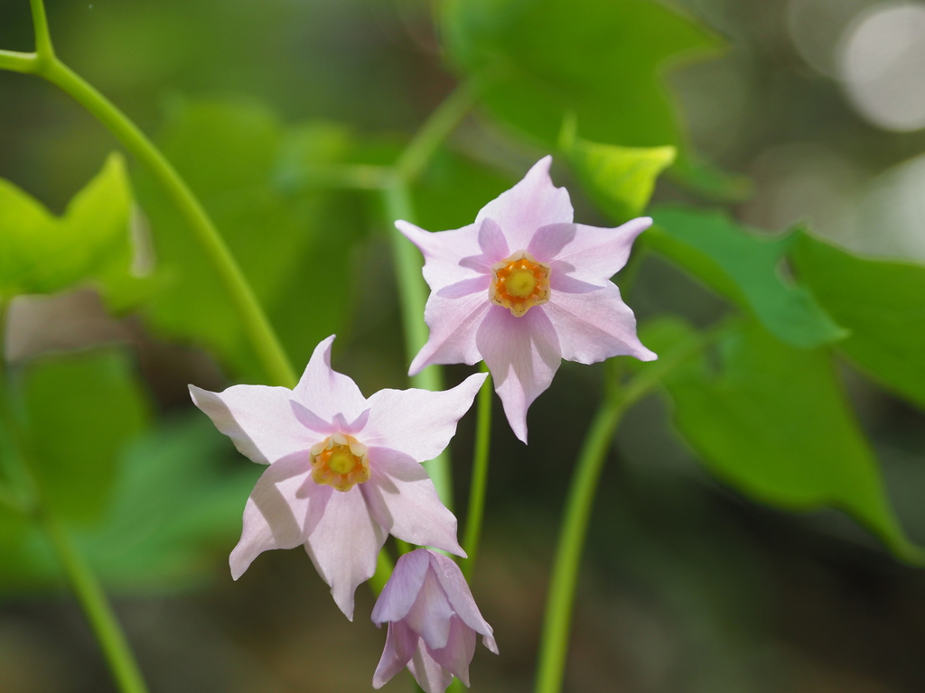 (Ranzania japonica) - Botanical Realm