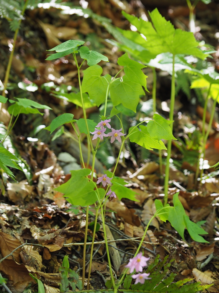 (Ranzania japonica) - Botanical Realm