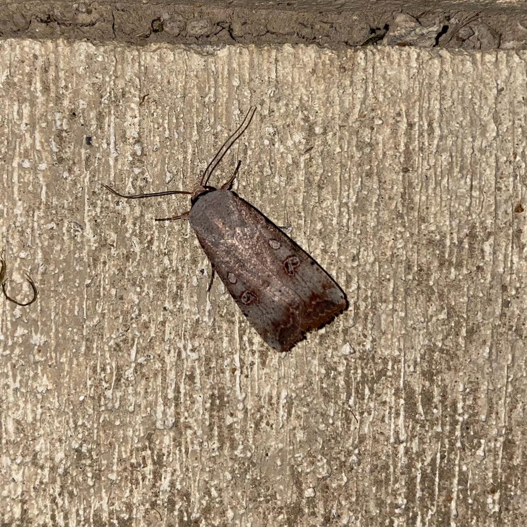 Green Cutworm Moth from Hawkeye Ct, Eagleville, TN, US on August 1 ...