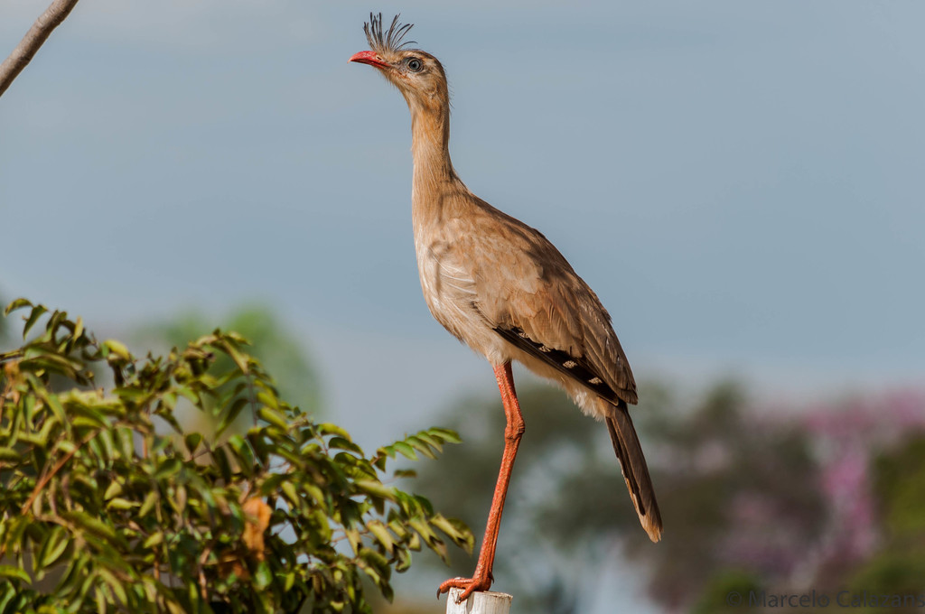 Seriemas (Cariamidae) - Avian Discovery