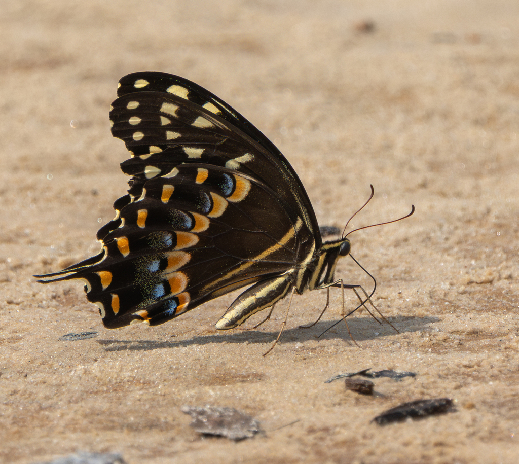 Palamedes Swallowtail from Boykin Springs Recreation Area, Angelina ...