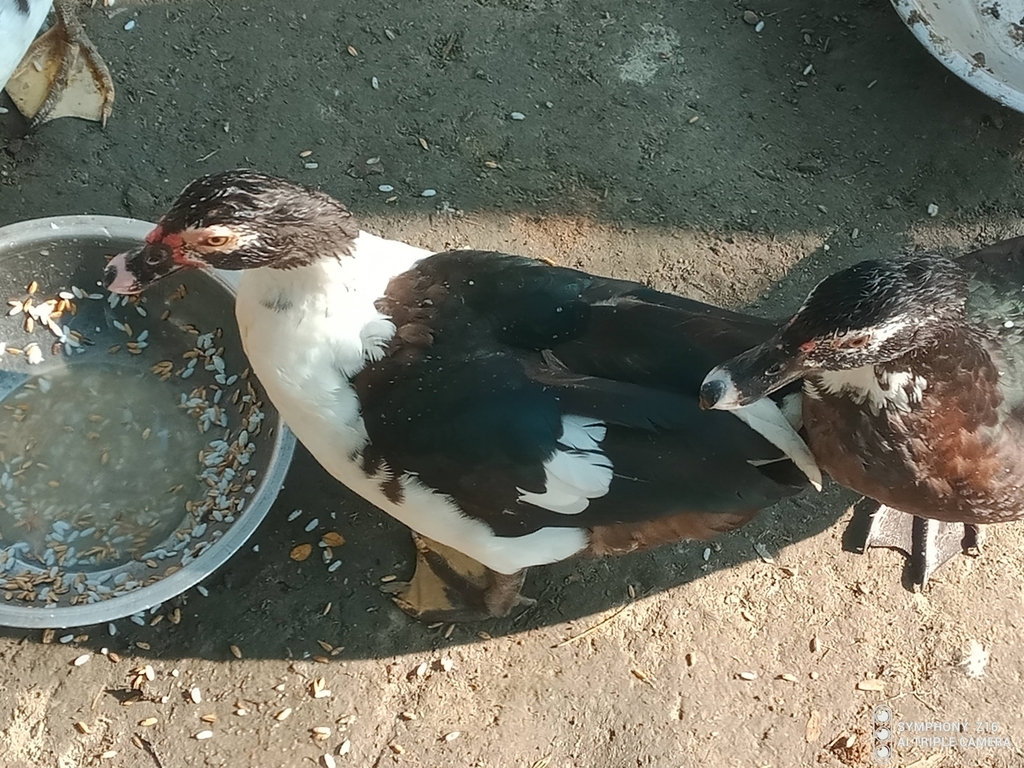 Domestic Muscovy Duck from 985G+JGJ, Patuakhali, Bangladesh on August 5 ...