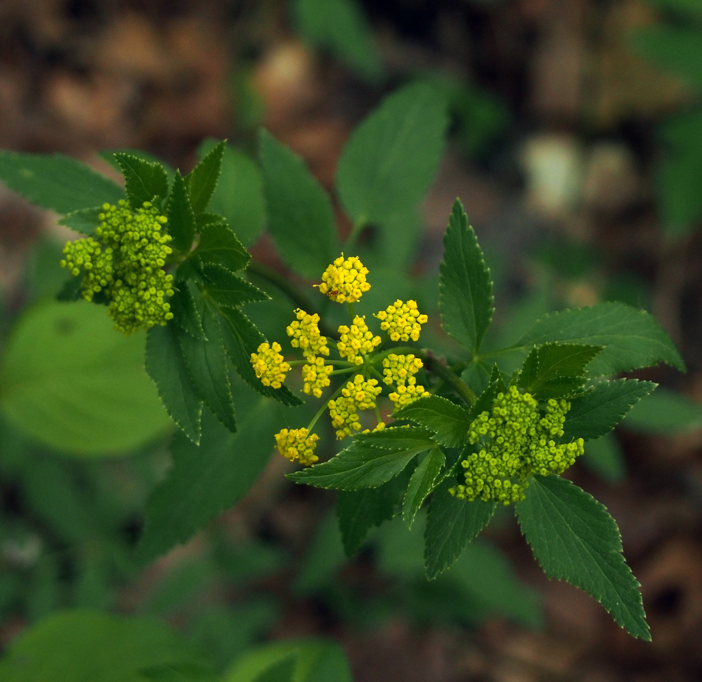 golden Alexanders (MSUM Regional Science Center Prairie Plants ...
