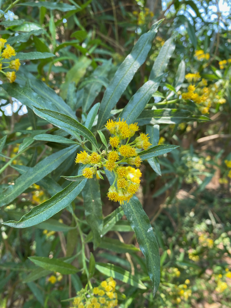 (Psiadia altissima) - Botanical Realm