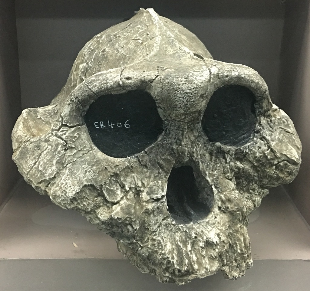 (Australopithecus boisei) - Know Your Mammals