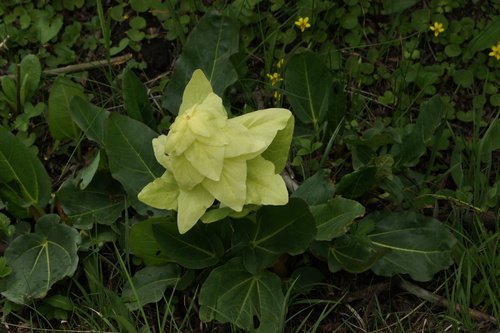 Rheum alexandrae · iNaturalist
