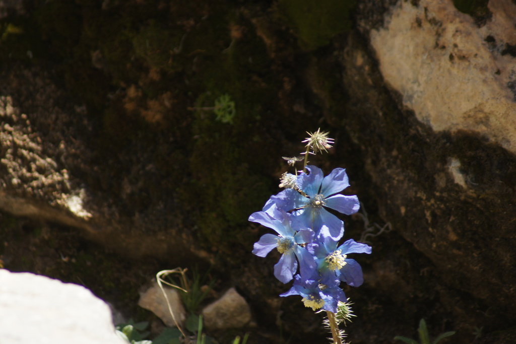 Meconopsis racemosa in June 2014 by madfox · iNaturalist
