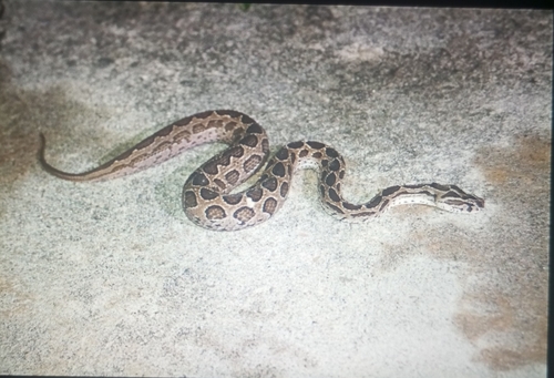 Russell's Viper (Daboia russelii) - Snakes and Lizards