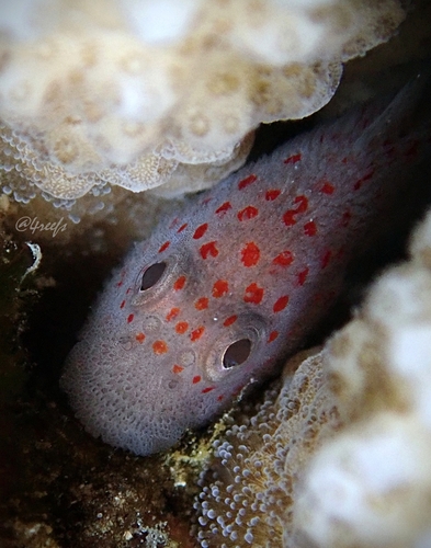 Hawaiian Coral Croucher (Caracanthus typicus) · iNaturalist