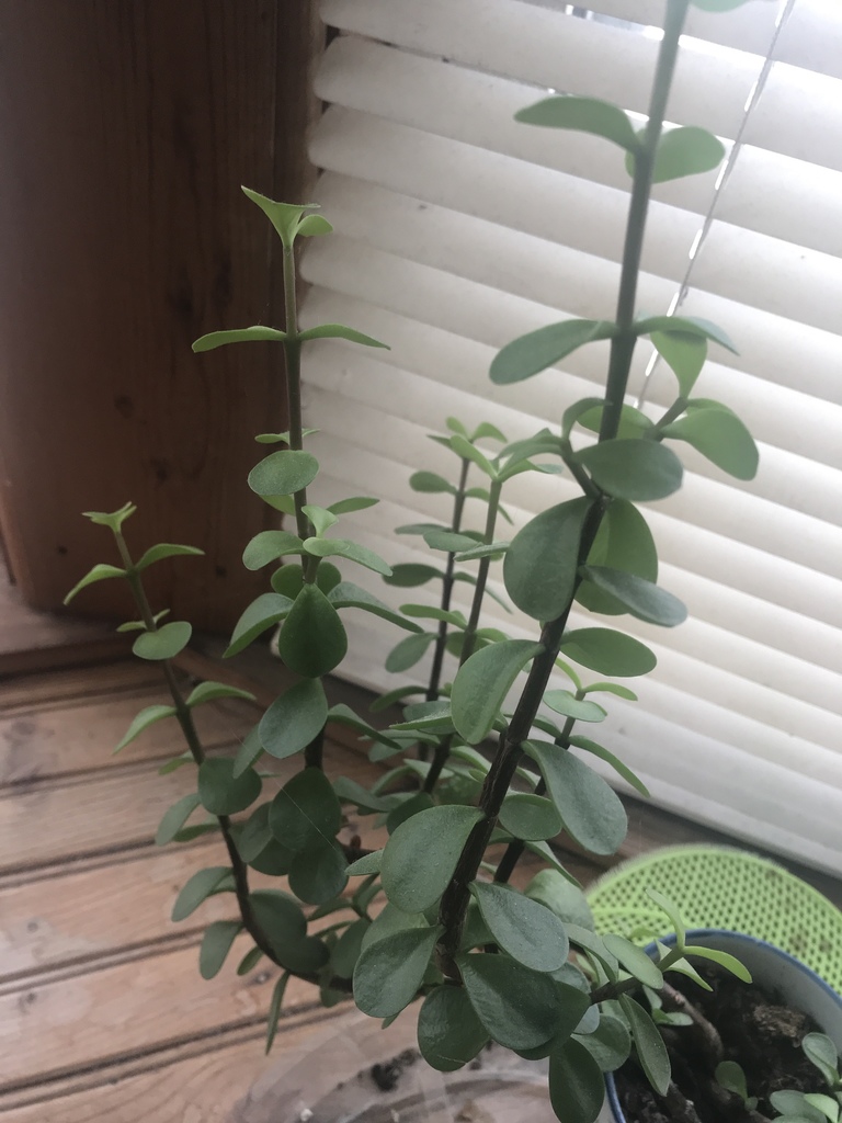 Elephant bush in October 2019 by missjr · iNaturalist