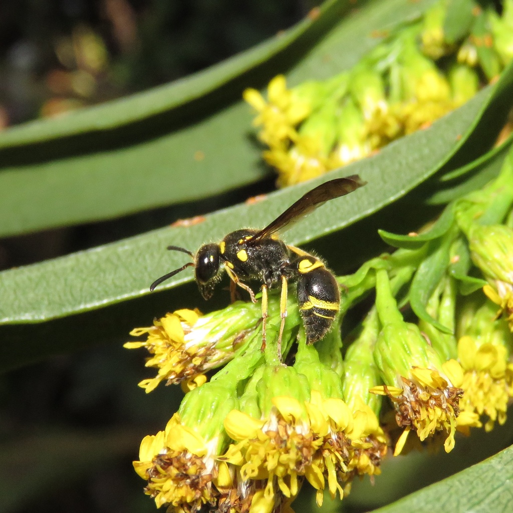 Smiling Mason Wasp from Triangle Garden on October 23, 2019 at 10:57 AM ...
