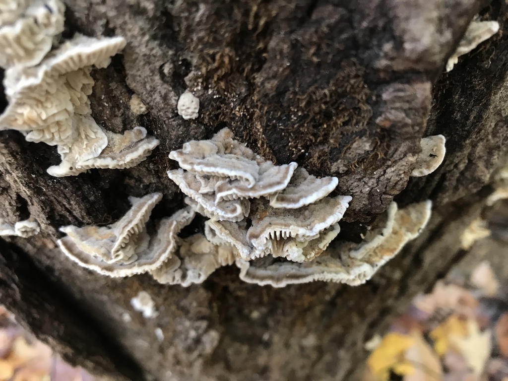 Gilled Polypore from Albert Johnson Rd, Nashville, IN, US on October 22 ...