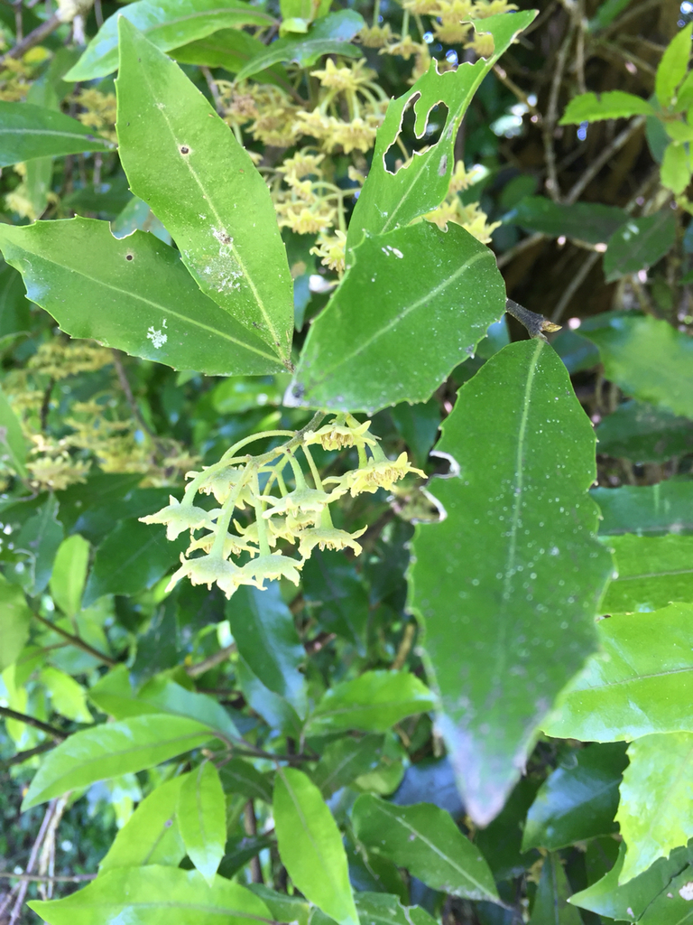 Pigeonwood from Vogeltown Park, Vogeltown, Taranaki, NZ on November 09 ...