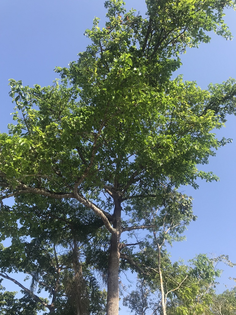 (Platonia) - Botanical Realm