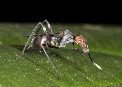 (Plocoscelus)