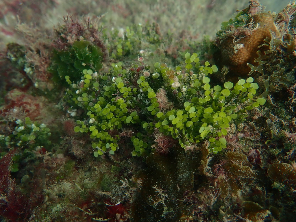 (Halimeda tuna platydisca) - Botanical Realm